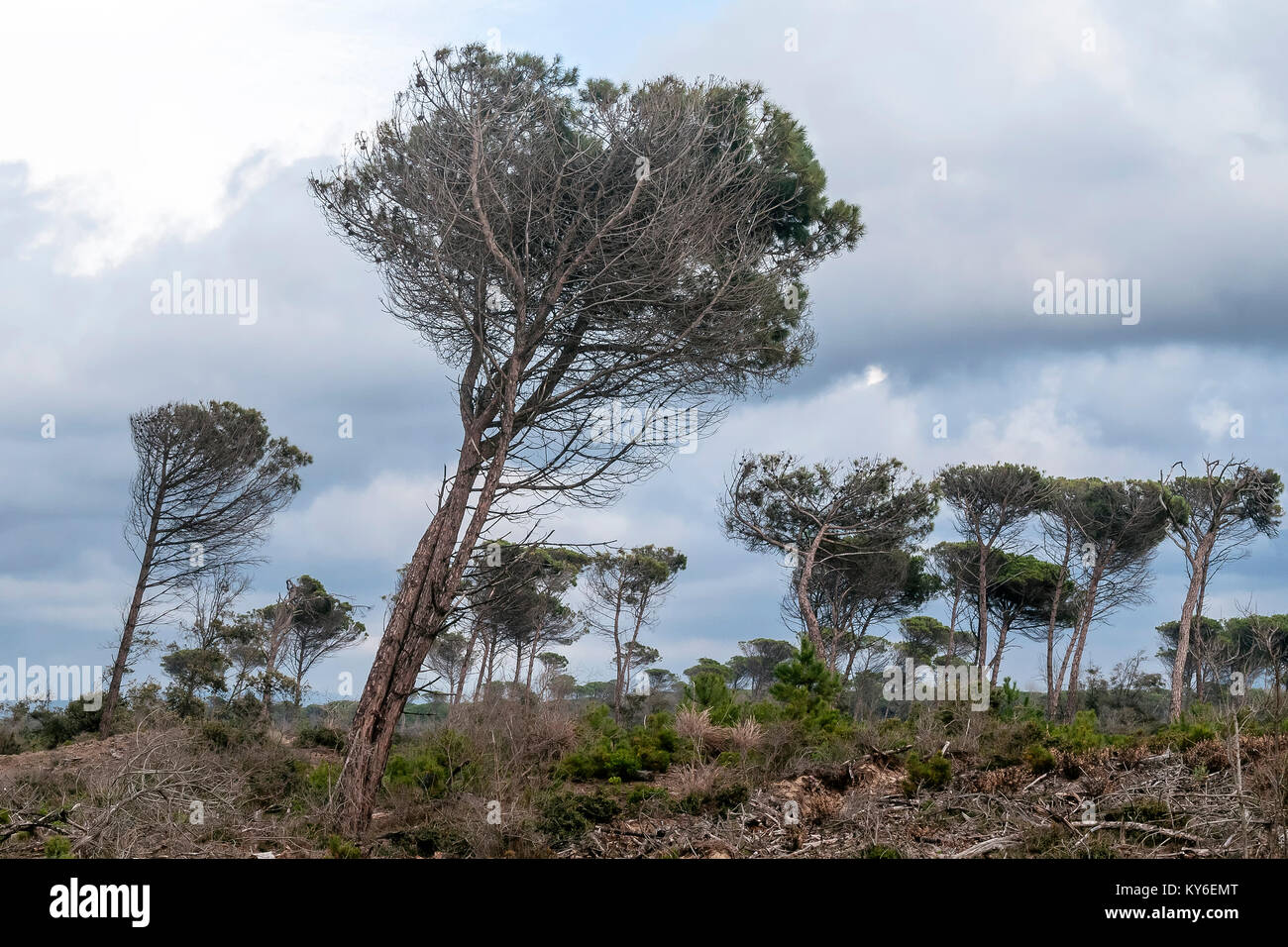 Trees bent by the wind in the pine forest, San Rossore, Pisa, Tuscany ...