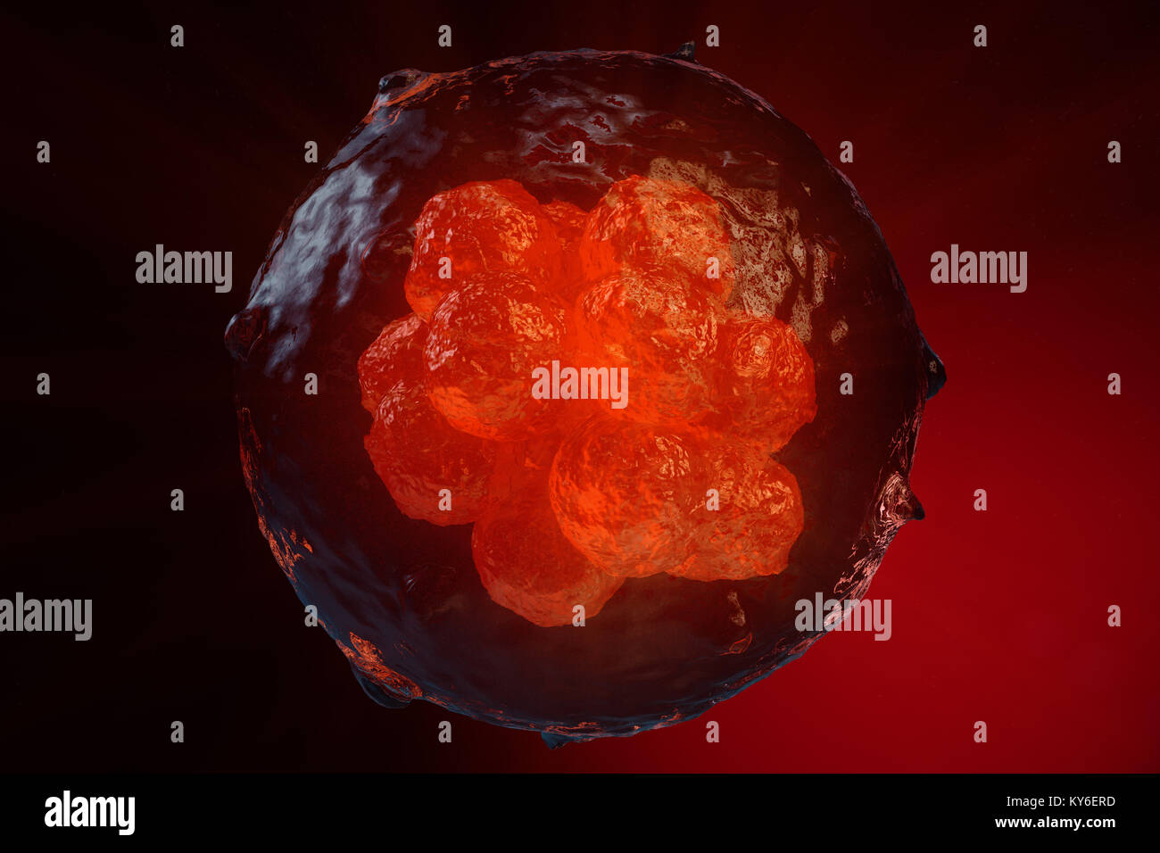 Morula human embryo hi-res stock photography and images - Alamy
