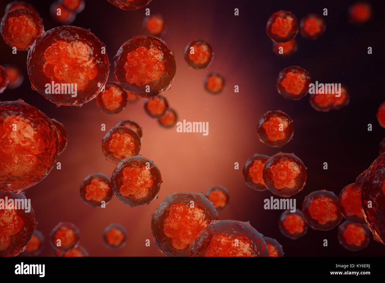 3D illustration Early stage embryo. Morula is an early stage embryo ...