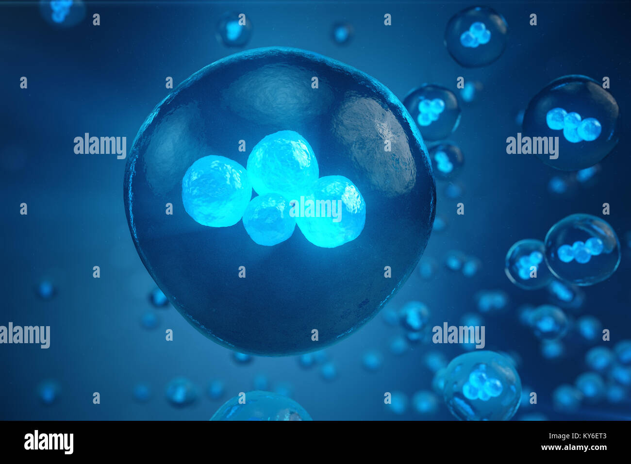 Morula human embryo hi-res stock photography and images - Alamy