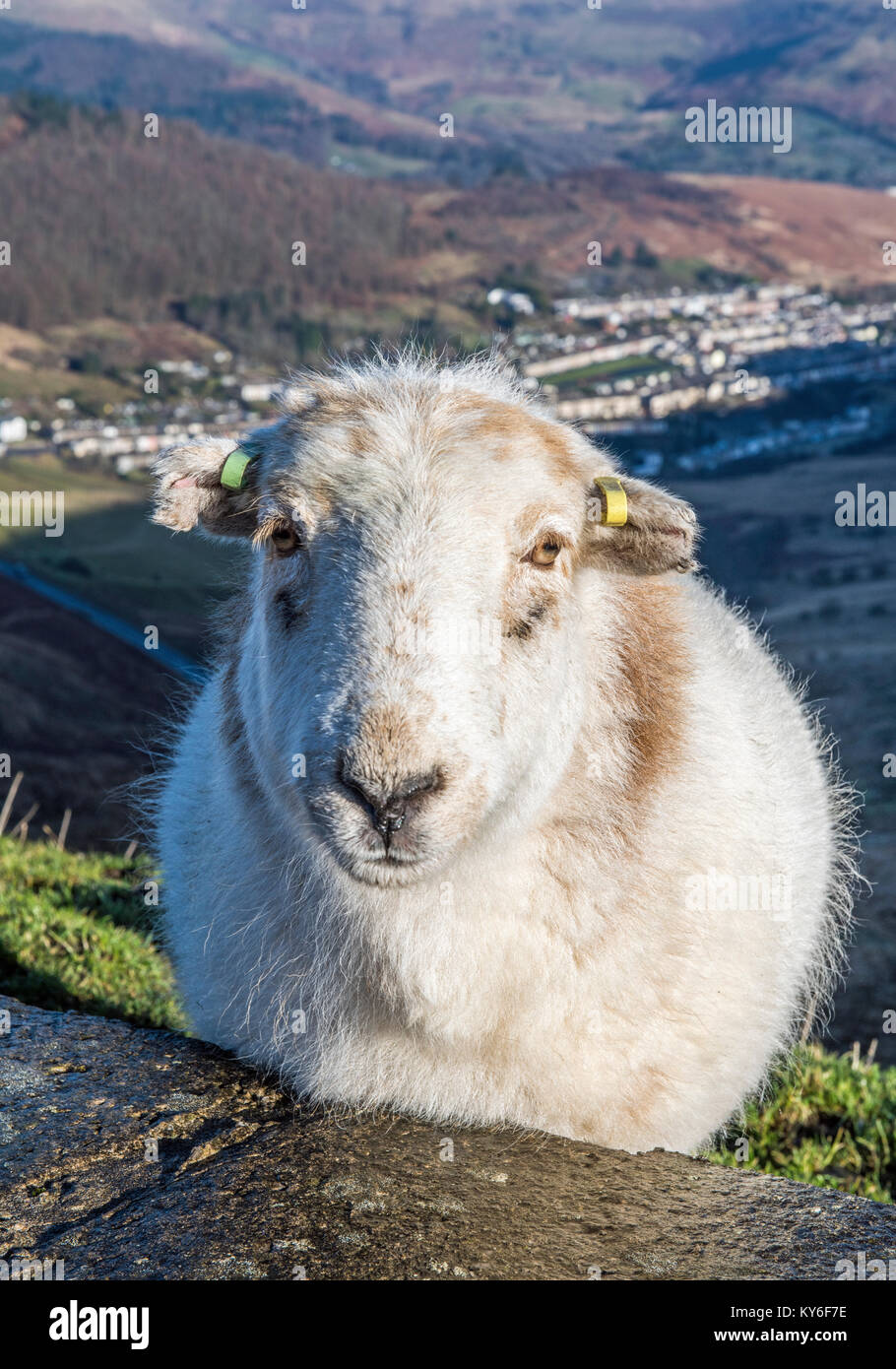 Valley sheep hi-res stock photography and images - Alamy