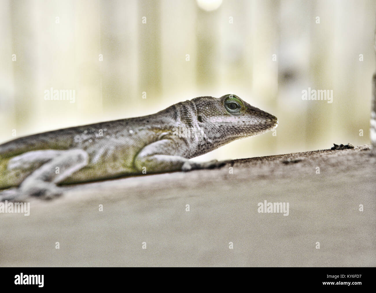 Green Hawaiian Lizard Stock Photo - Alamy