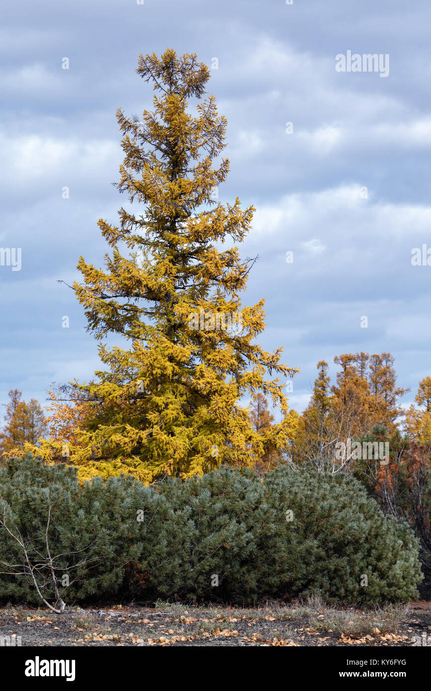 Autumn forest landscape of Kamchatka: highest and most widespread ...