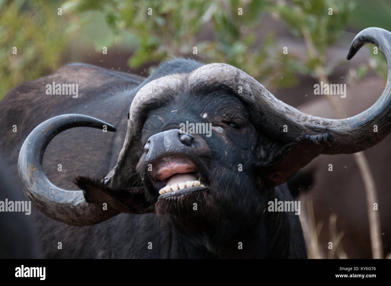 Flehmen hi-res stock photography and images - Alamy