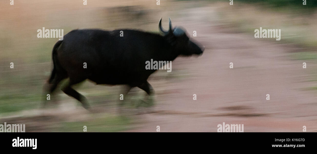 Buffalo movement hi-res stock photography and images - Alamy