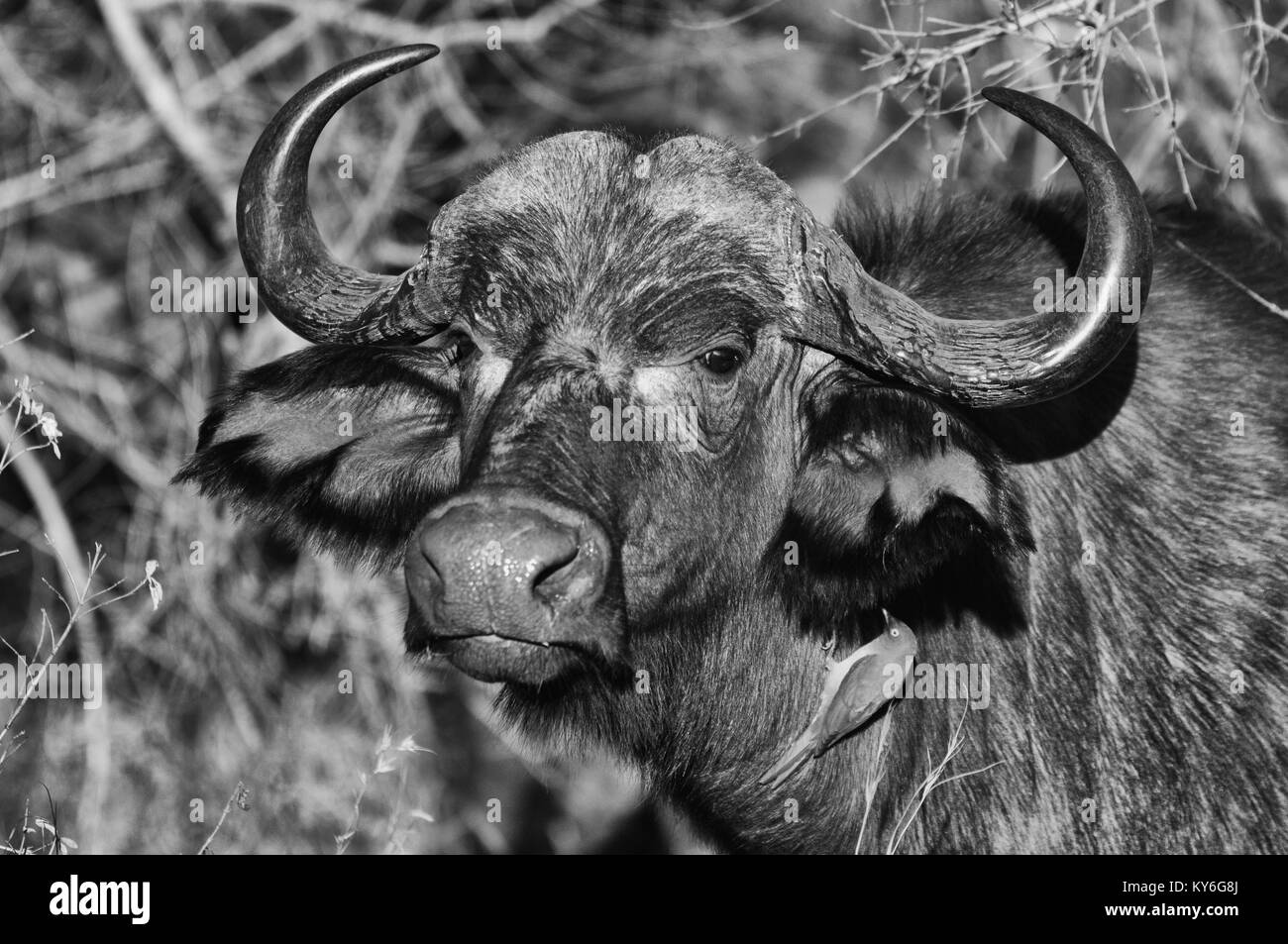 Buffalo reserve Black and White Stock Photos & Images - Alamy