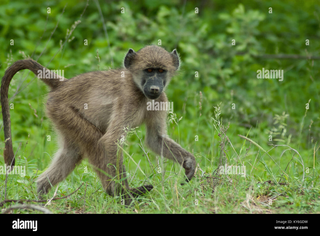 Young Baboon Walking Stock Photo - Alamy