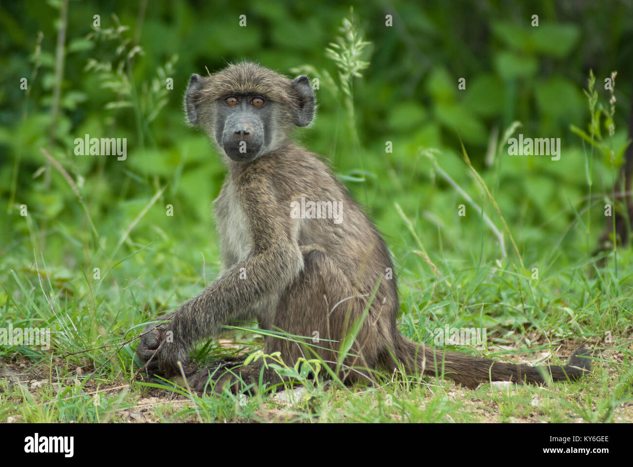 Young Baboon Sitting Stock Photo - Alamy