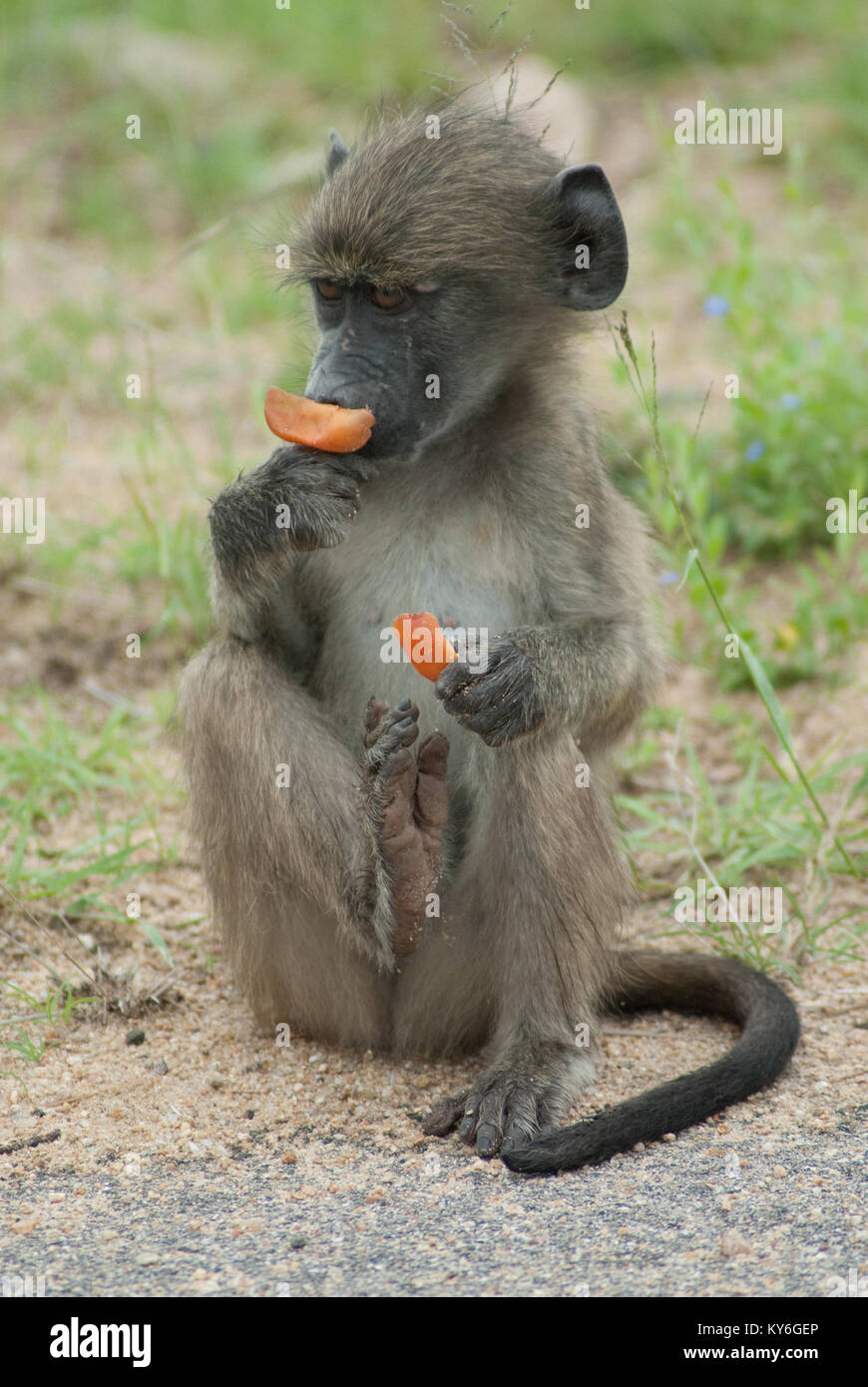South africa baboon food hi-res stock photography and images - Alamy