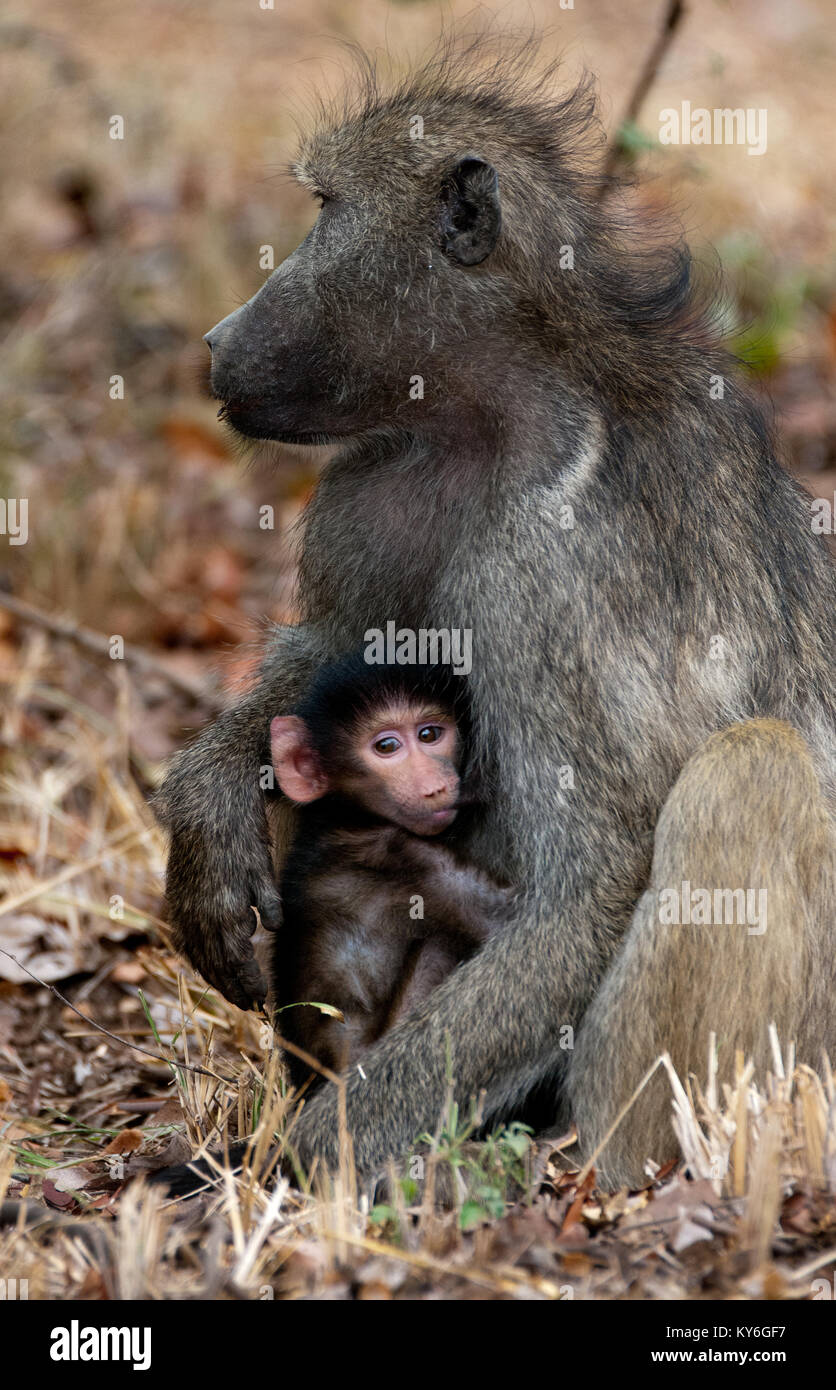 Baby Baboon Nursing Stock Photo - Alamy