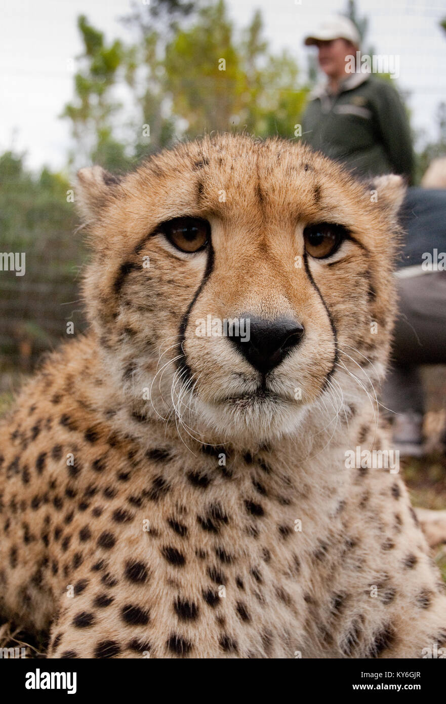 Cheetah in Captivity with Ranger Stock Photo - Alamy