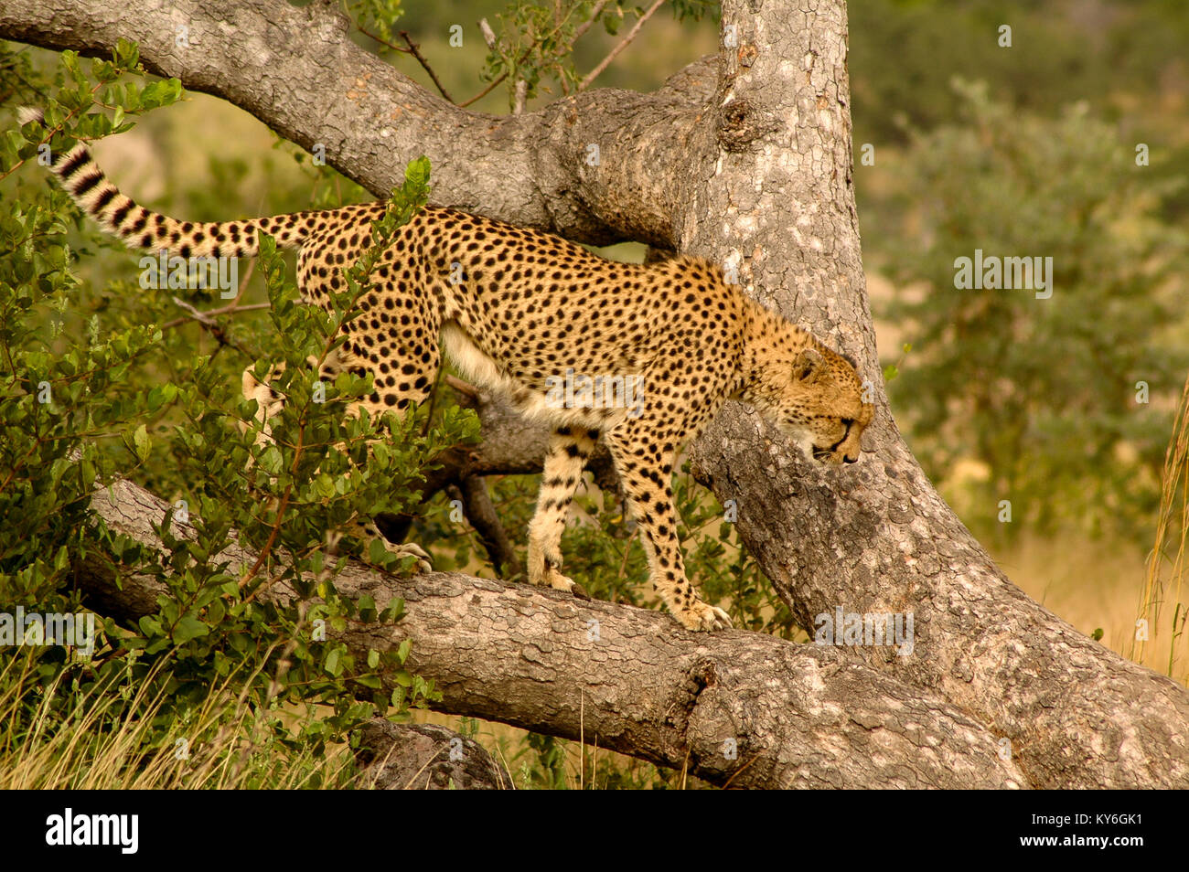 Cheetah on Tree Branch Stock Photo - Alamy