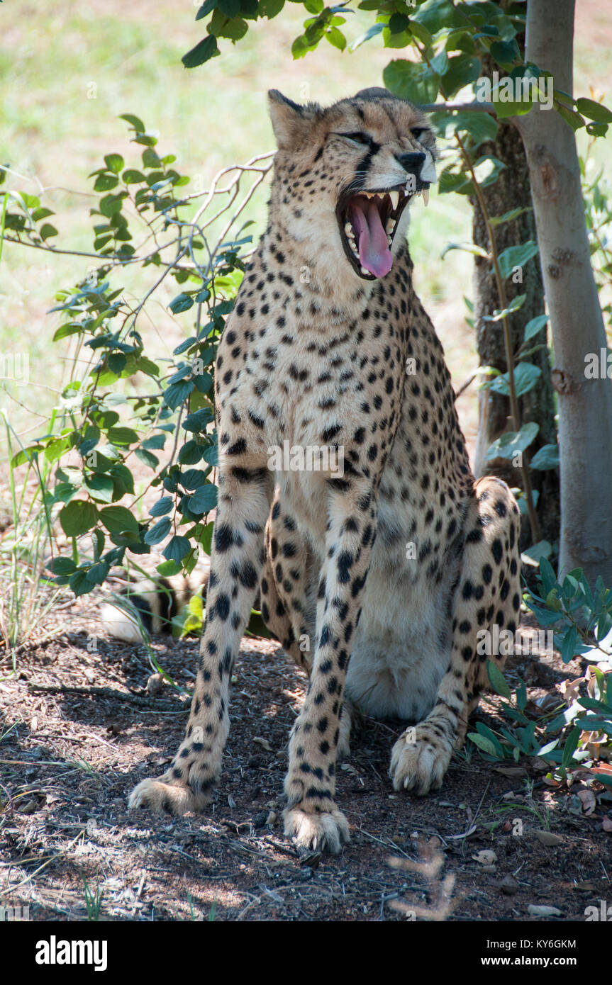 Cheetah showing teeth hi-res stock photography and images - Alamy