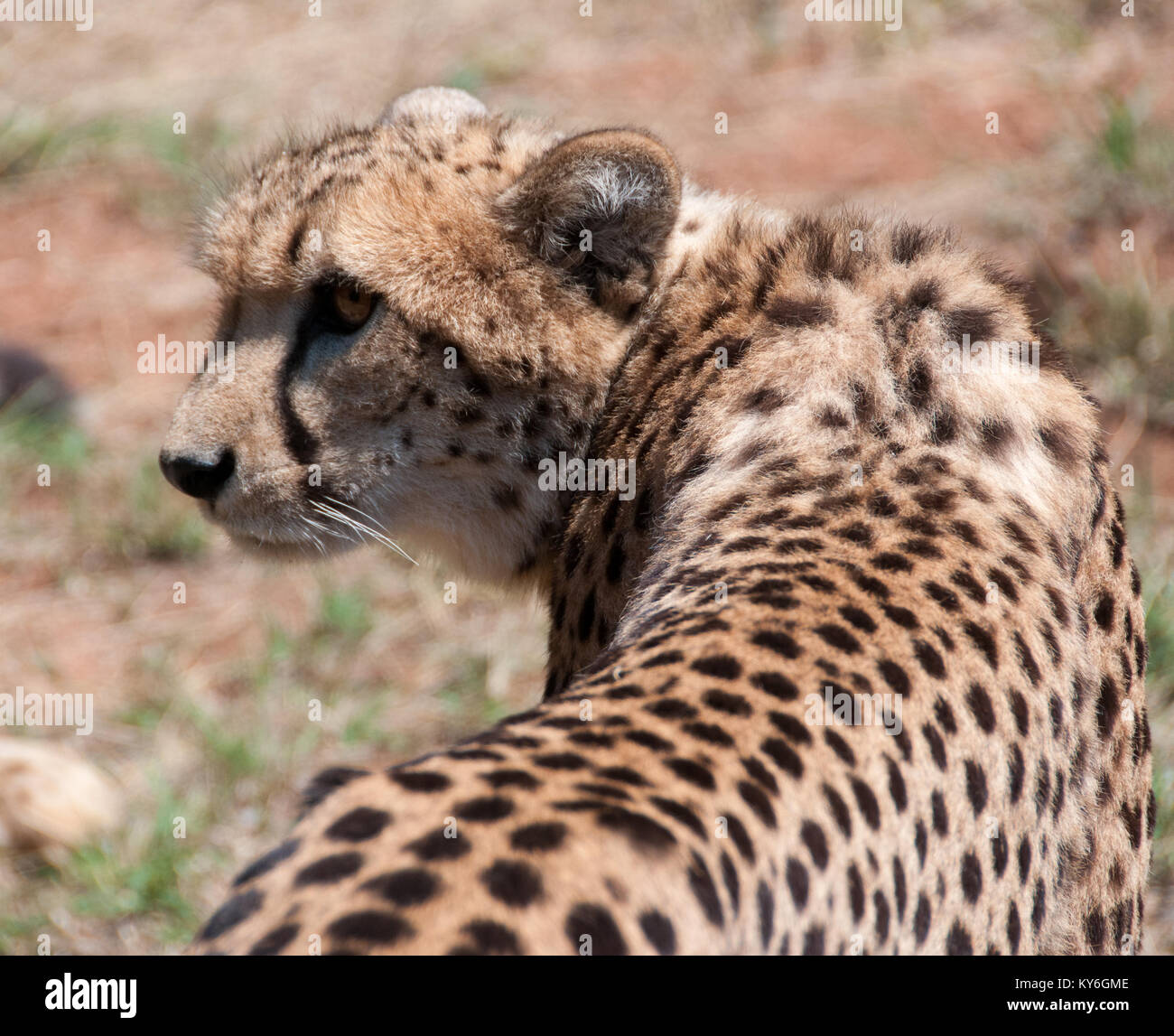Cheetah Looking Over Shoulder Stock Photo - Alamy