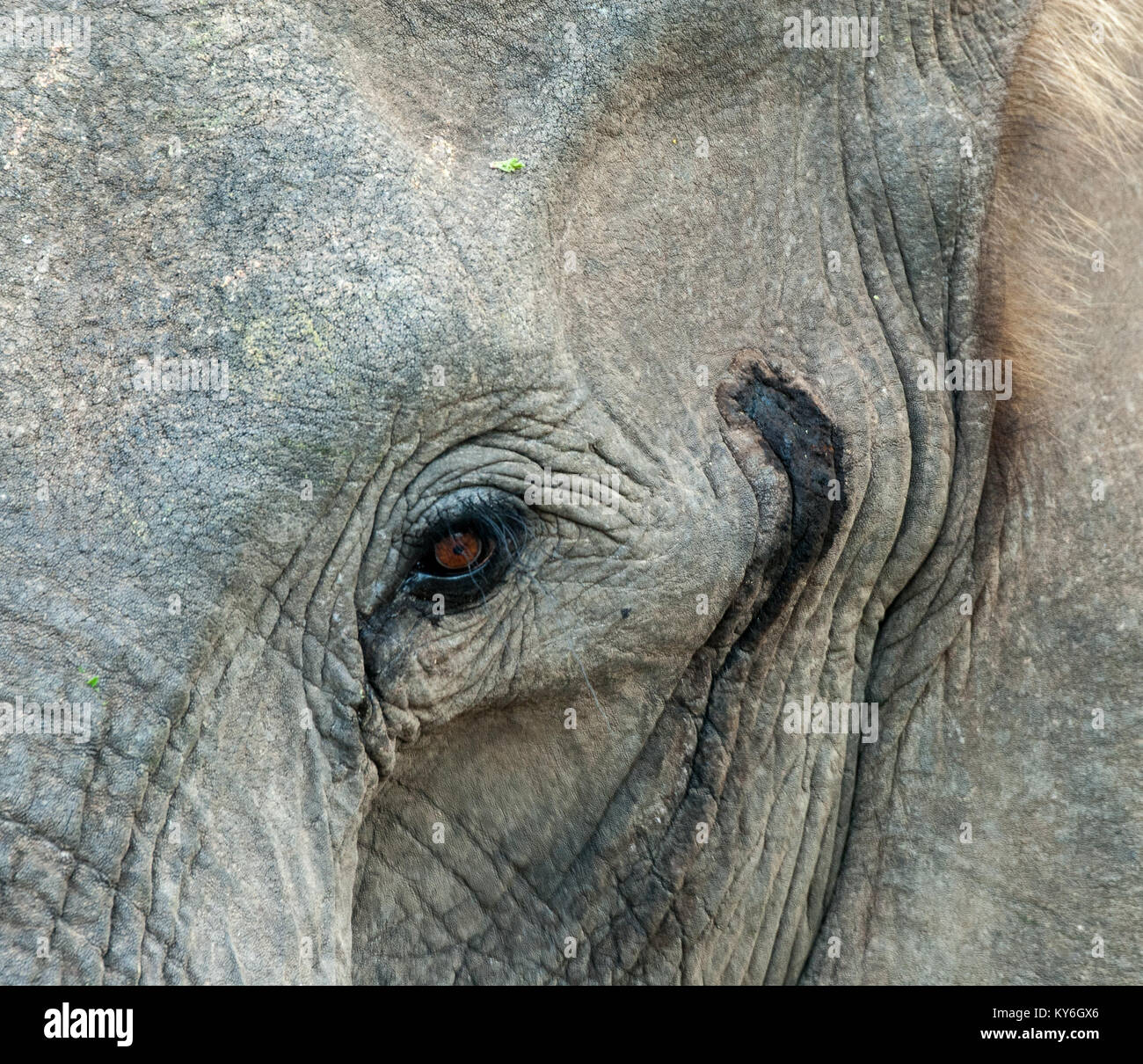 Elephant close up of eye hi-res stock photography and images - Alamy