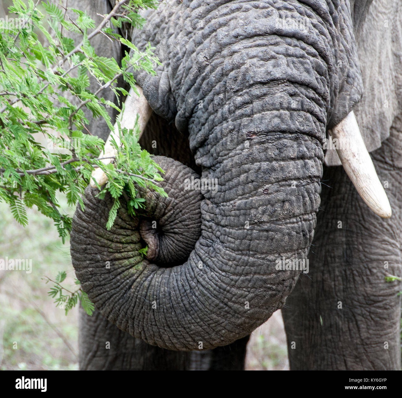 Male elephant curled hi-res stock photography and images - Alamy
