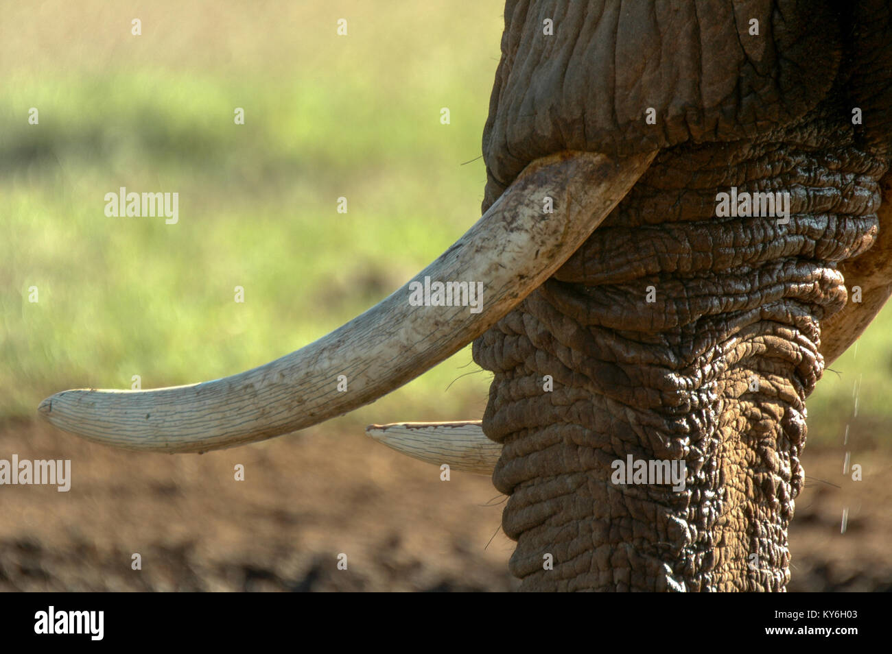 Elephant Tusks Close Up Stock Photo - Alamy
