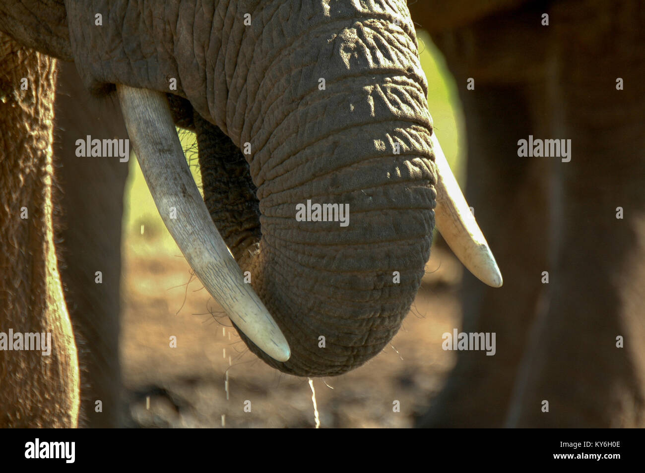 Elephant Tusks Close Up Stock Photo - Alamy