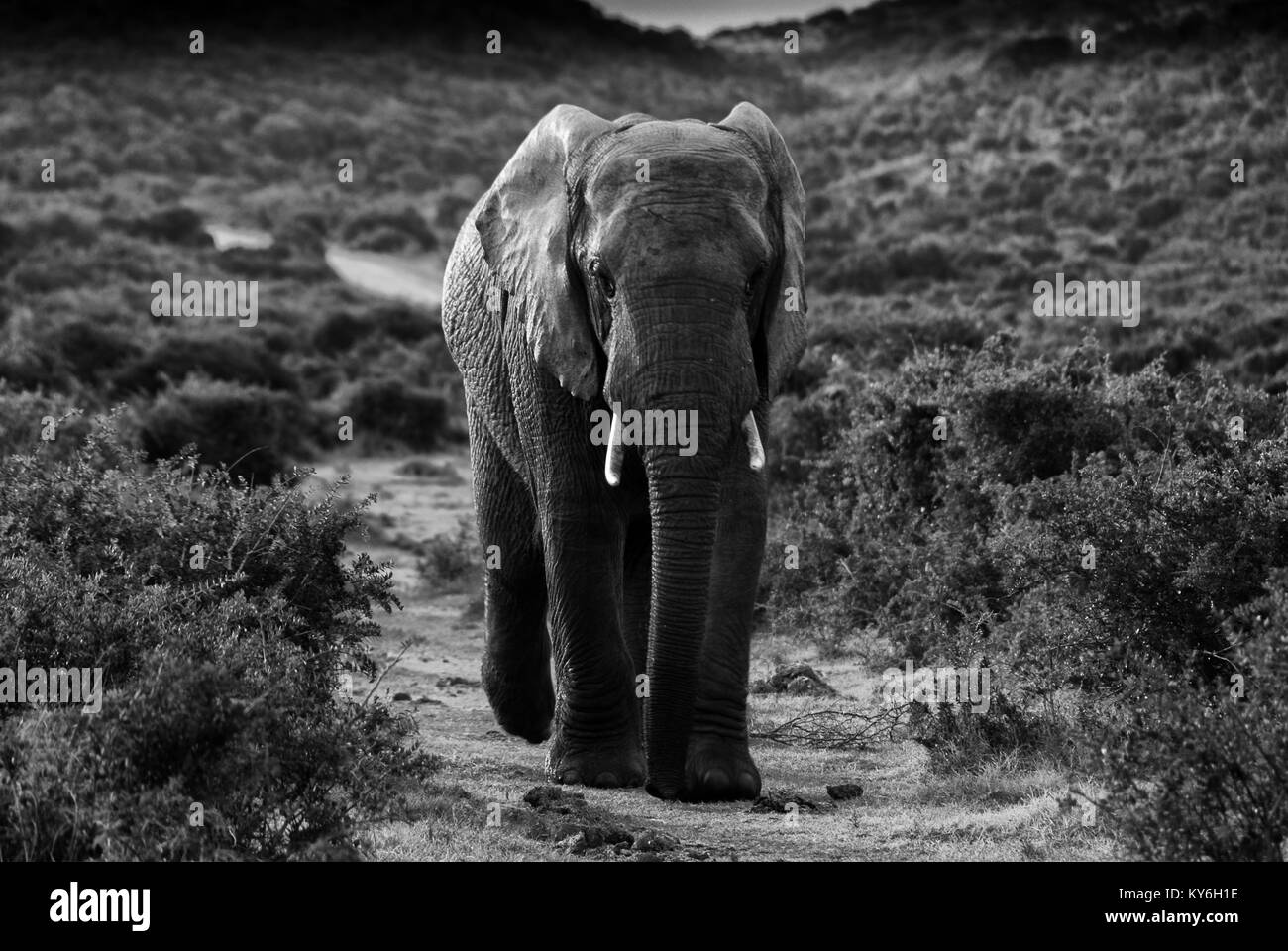 Single Bull Elephant Walking Black and White Stock Photo - Alamy