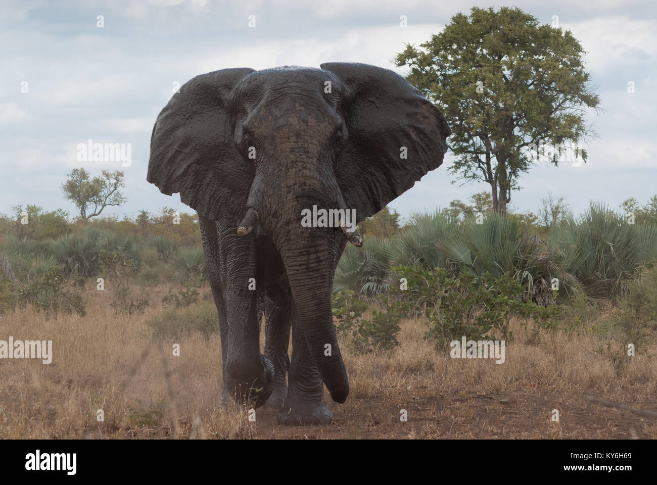 Males Elephant Bull Facing Forward Stock Photo - Alamy