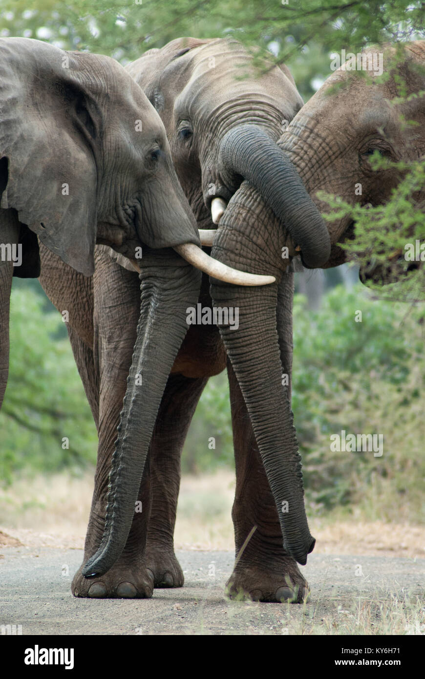 Elephant trunks entwined hi-res stock photography and images - Alamy