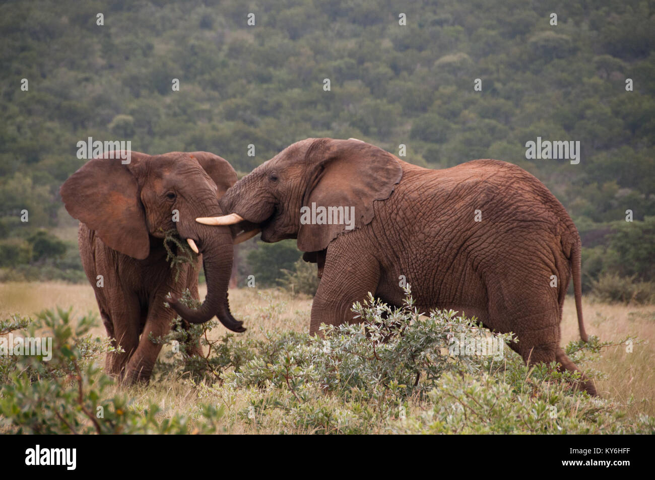 Elephants trunks greeting hi-res stock photography and images - Alamy