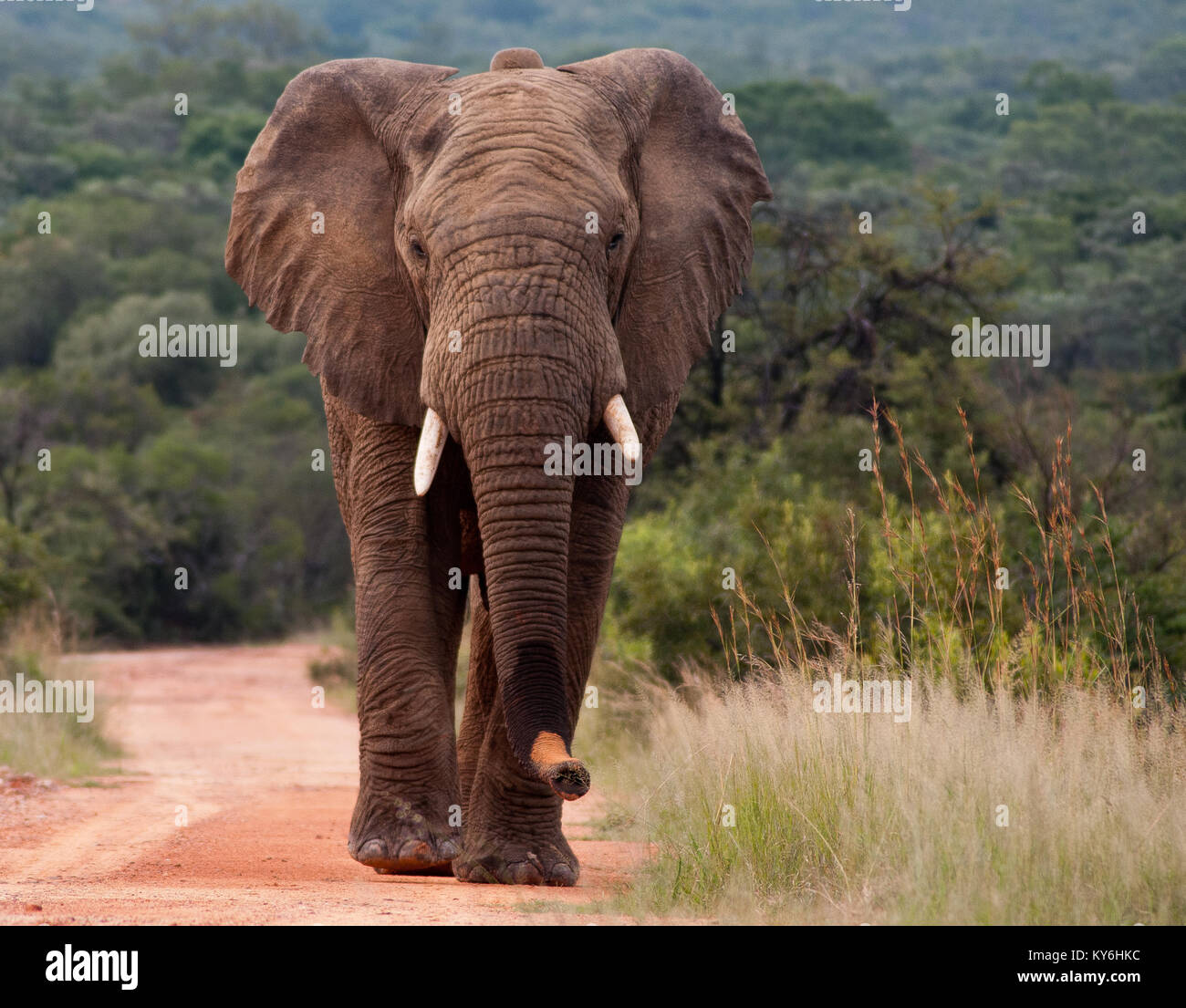 Elephant walking down track hi-res stock photography and images - Alamy
