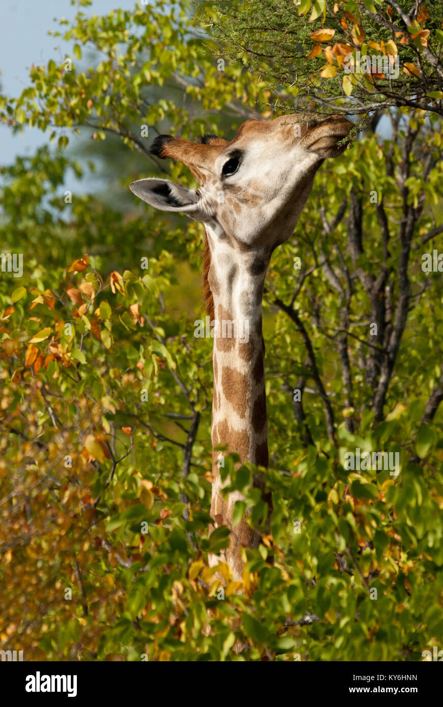 Giraffes eating leaves trees hi-res stock photography and images - Alamy