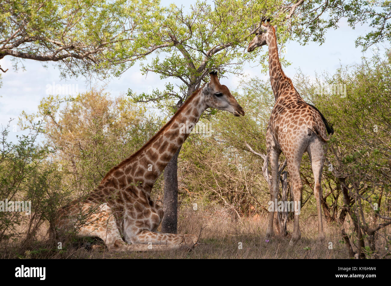 Giraffe lying down hi-res stock photography and images - Alamy