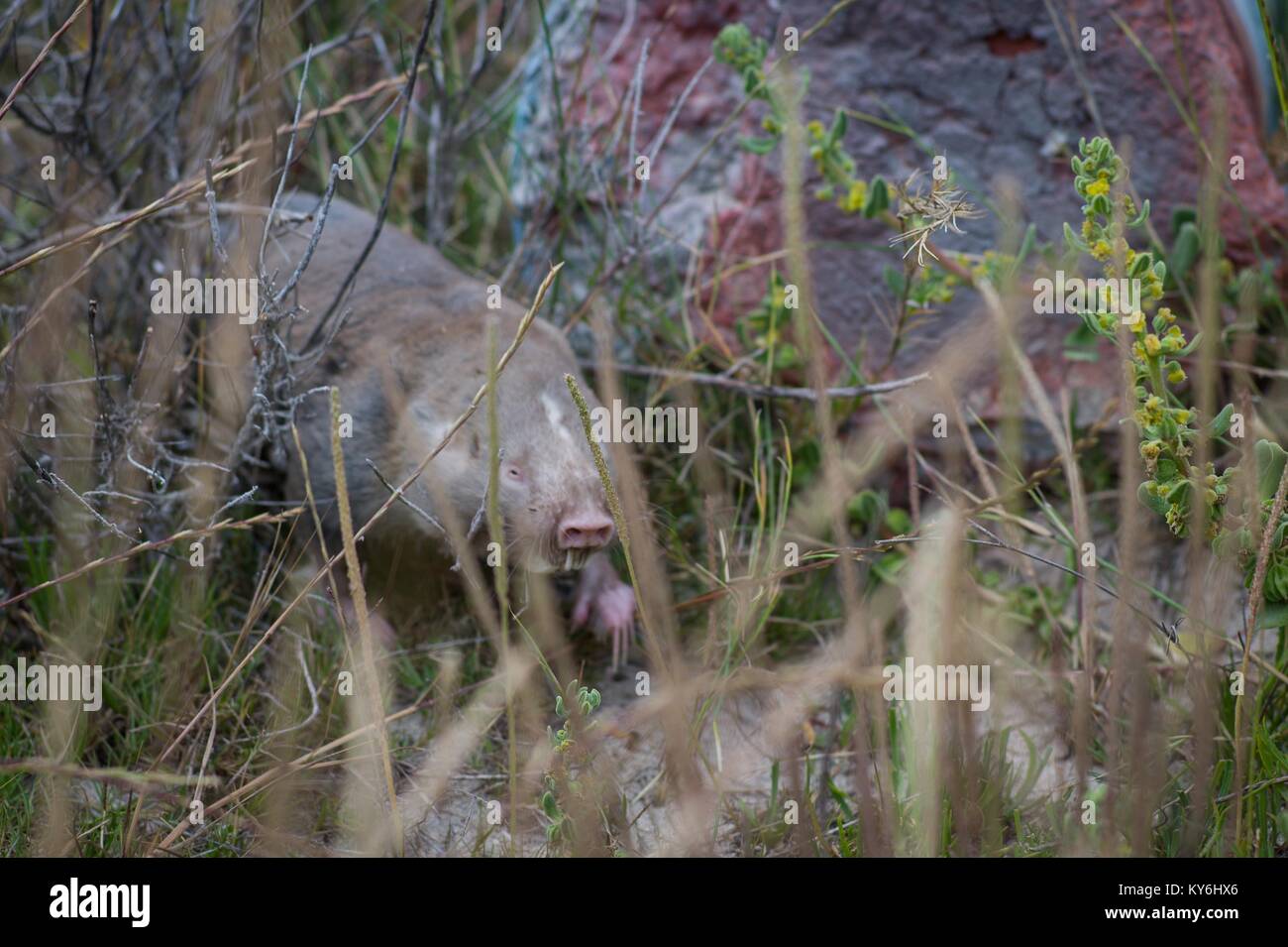 A Cape Dune Mole Rat makes a rare appearance above ground in Struisbay ...