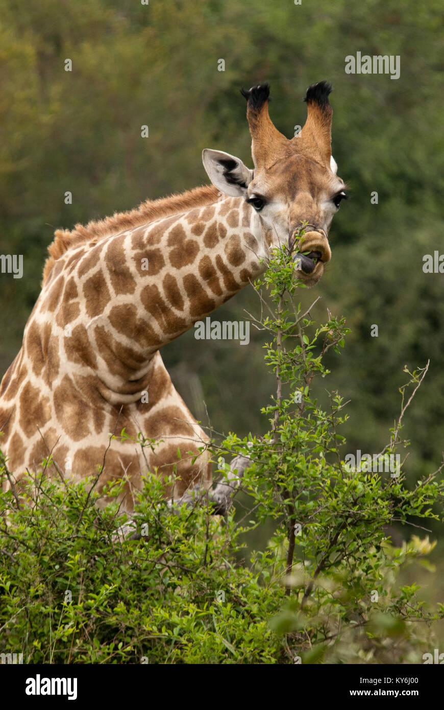 Giraffe Browsing on Leaves Stock Photo - Alamy