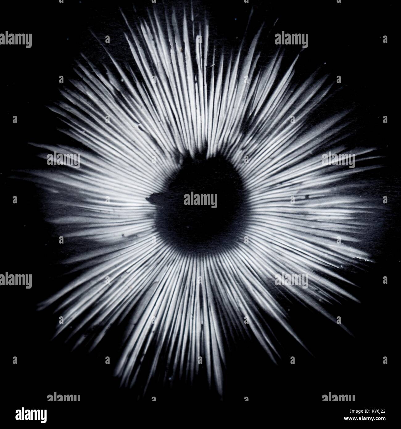 Spore prints are made by leaving a mushroom cap to rest on a sheet of ...