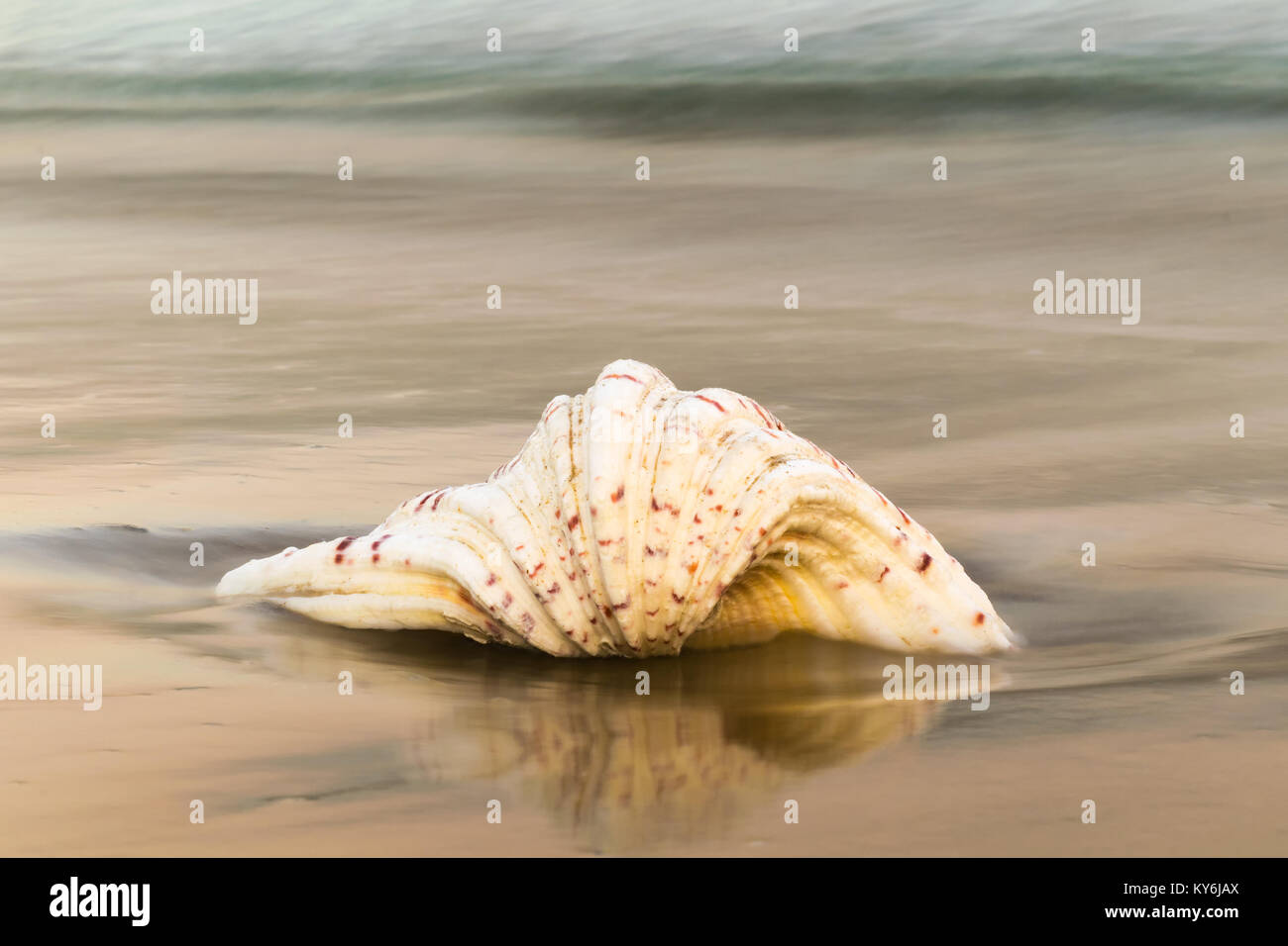 Xrisi Akti beach at Paros island in Greece with a big seashell at the ...