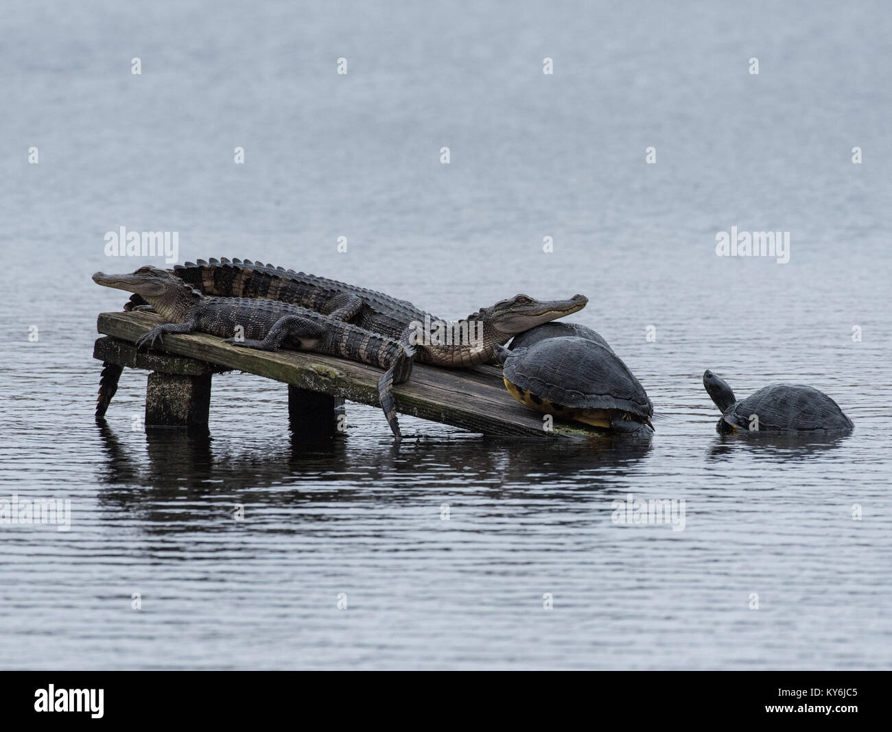 Young Slider Turtle High Resolution Stock Photography and Images - Alamy