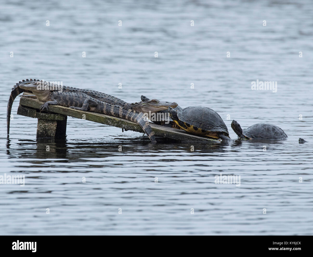 Young Slider Turtle High Resolution Stock Photography and Images - Alamy