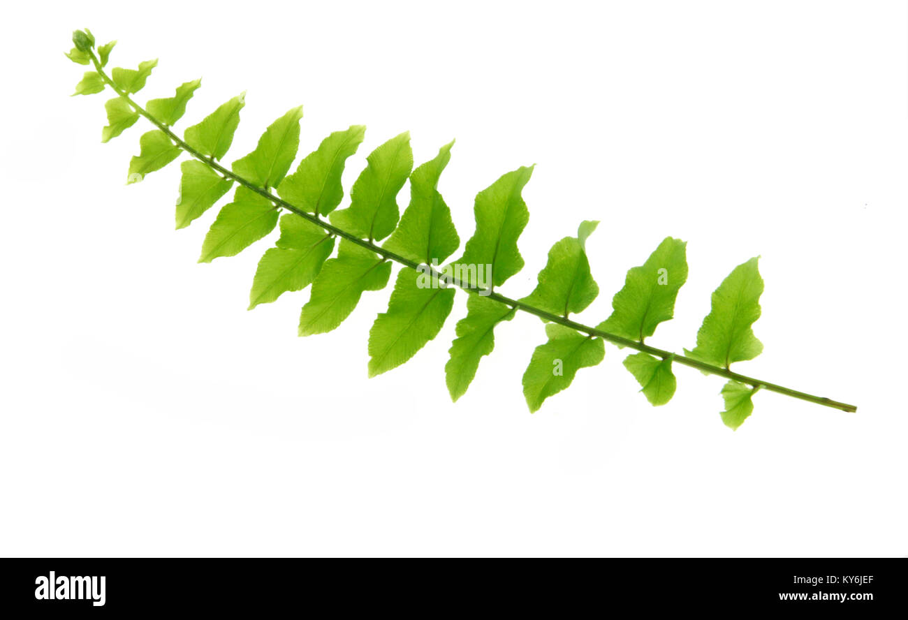 Sword on back Cut Out Stock Images & Pictures - Alamy