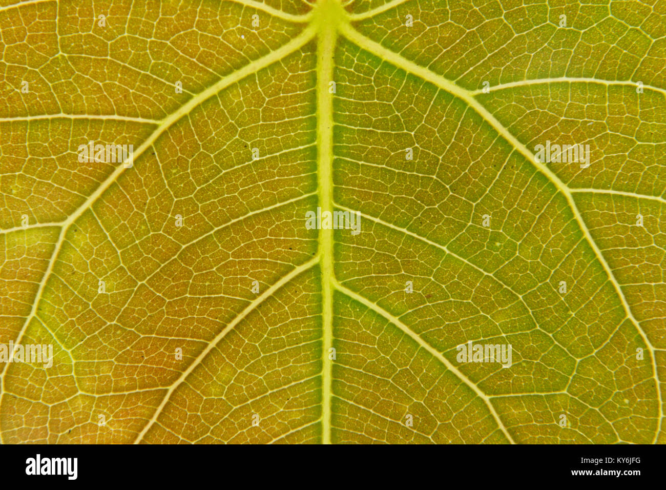 Bo tree leaf hi-res stock photography and images - Alamy