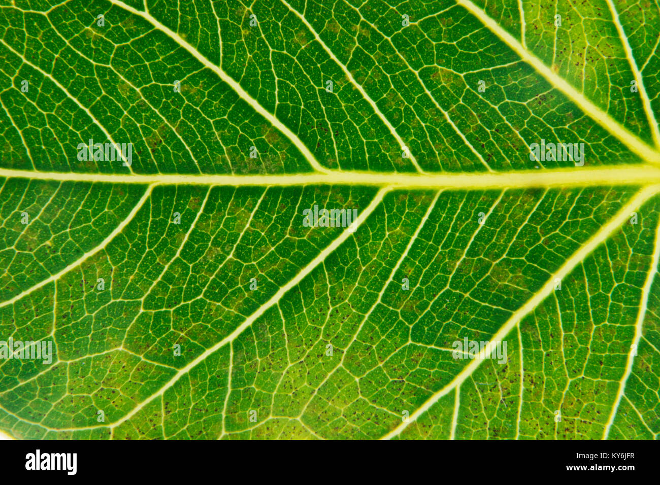 Bo Tree Leaf Stock Photos & Bo Tree Leaf Stock Images - Alamy