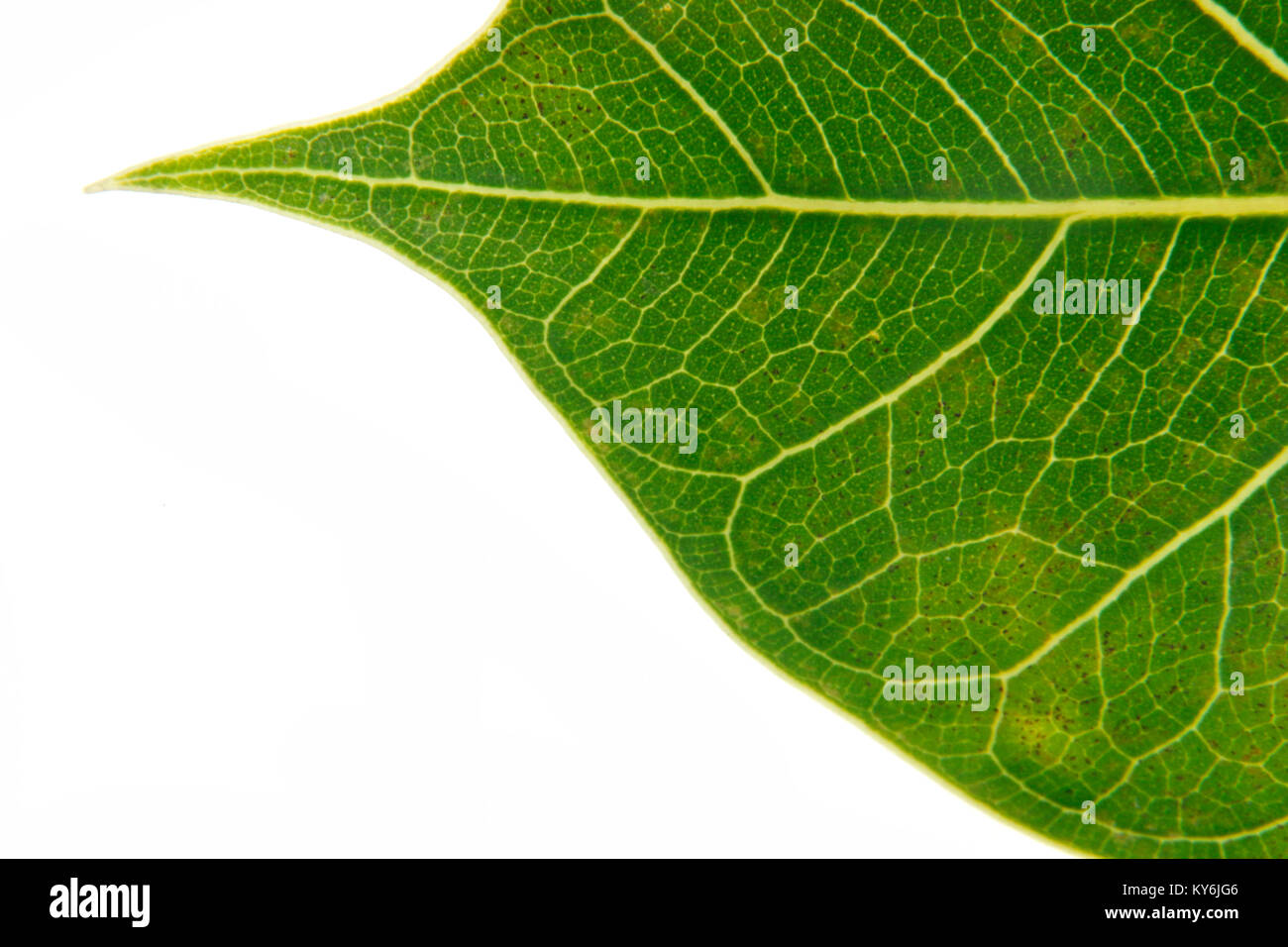 Close up green Bo leaf(Pho leaf,bothi leaf)isolated on white background ...