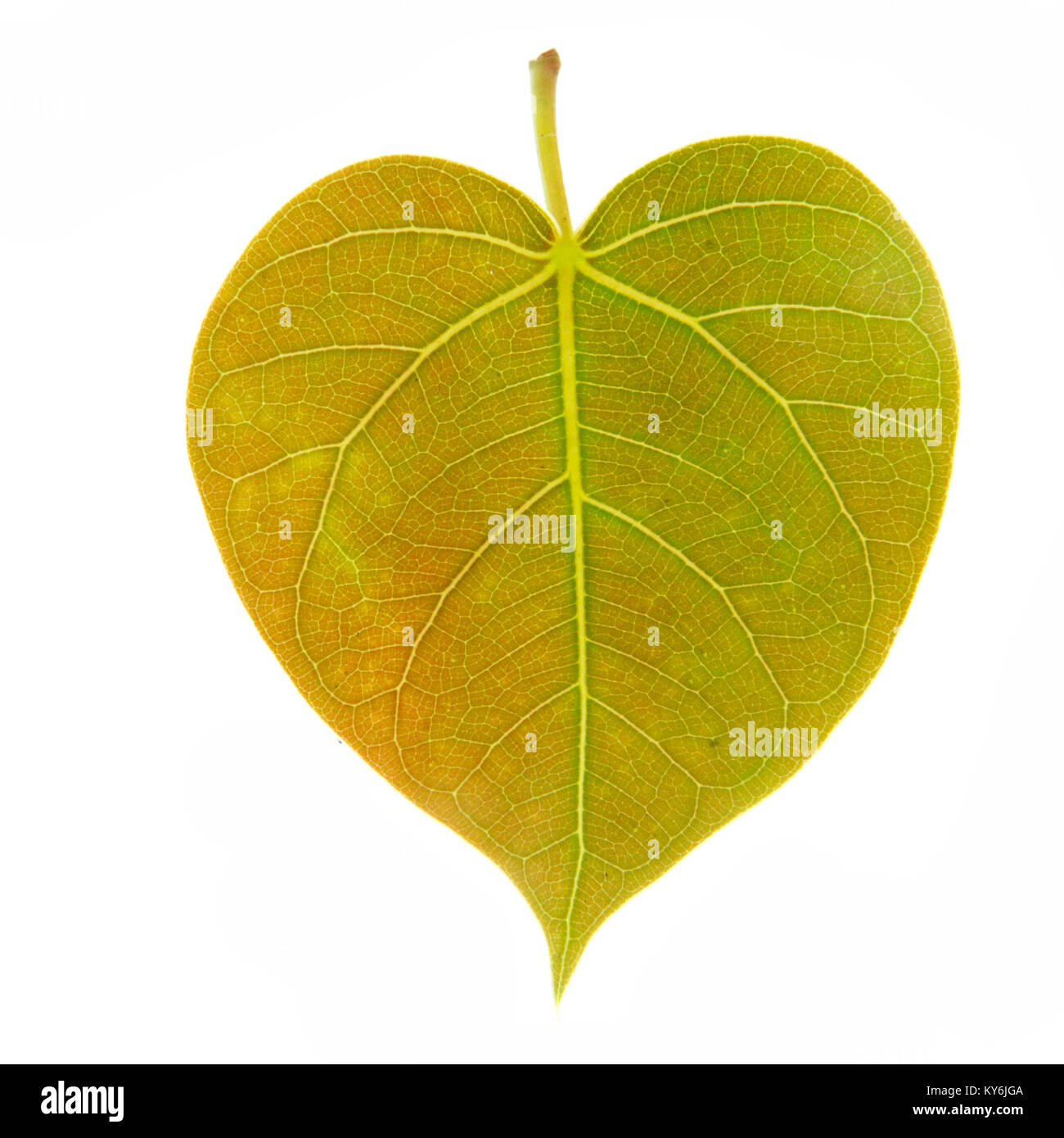 Bo leaves isolated on white Cut Out Stock Images & Pictures - Alamy