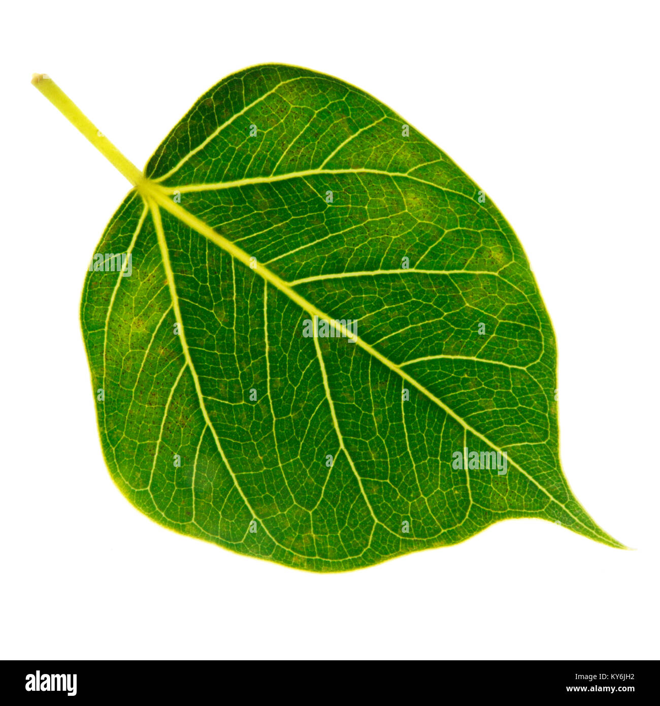 Green Bo leaf,Pho leaf,bothi leaf isolated on white background Stock ...