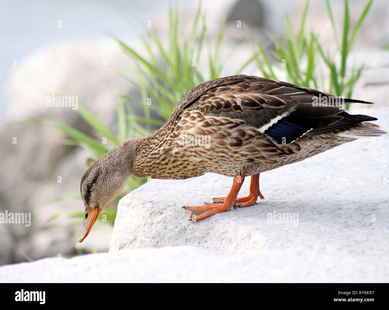 Mallard duck getting ready to jump off rock Stock Photo - Alamy