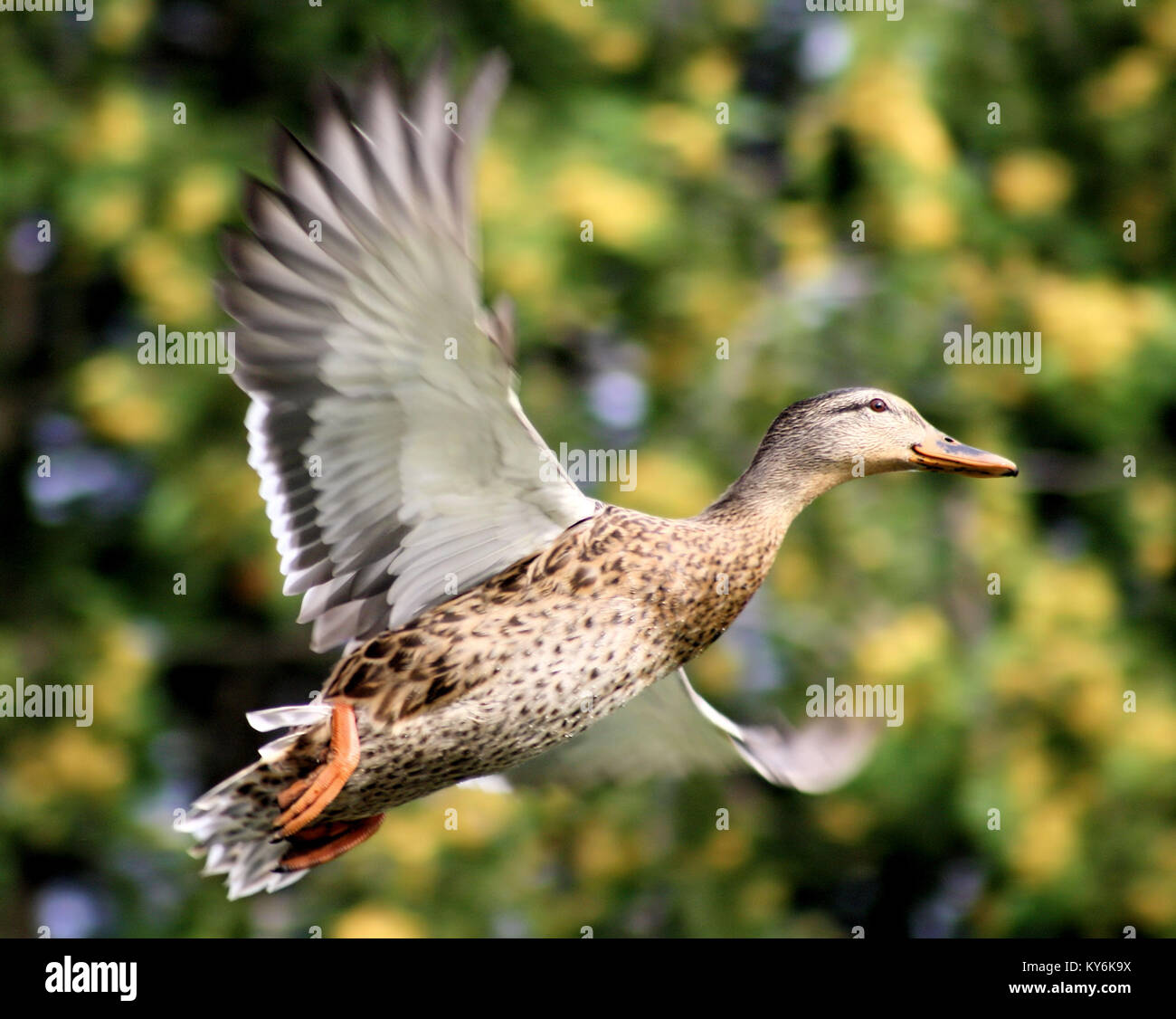 Mallard Duck In Flight Stock Photo - Alamy