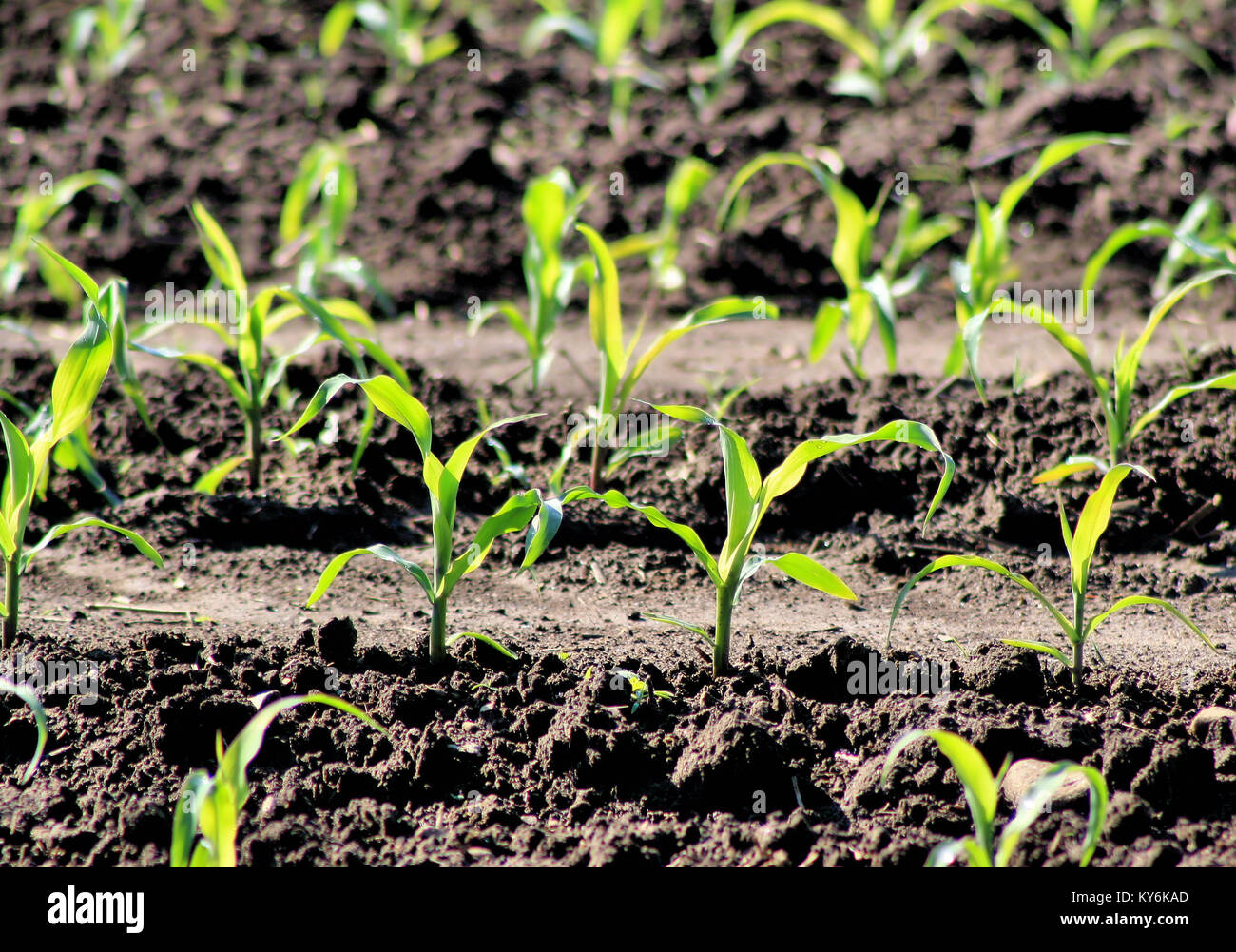 Seedling and farm crop field hi-res stock photography and images - Alamy