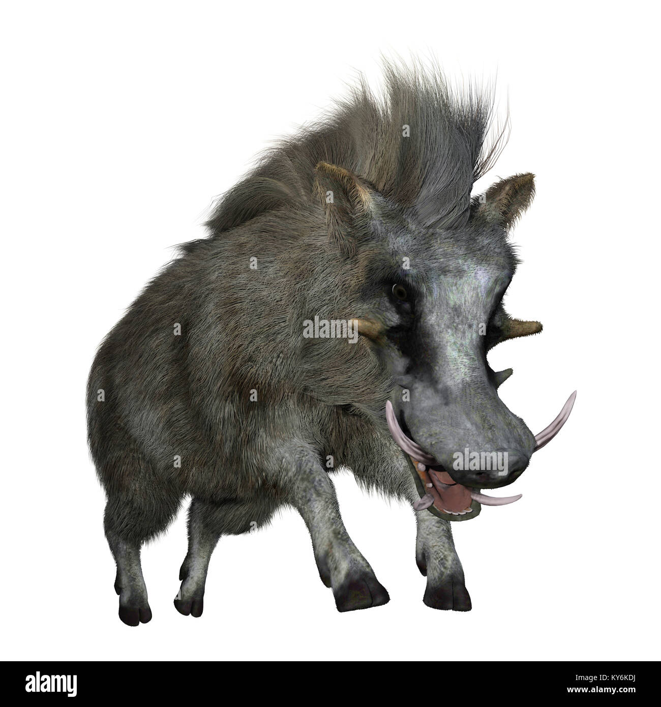 3D rendering of a common warthog or Phacochoerus africanus isolated on ...