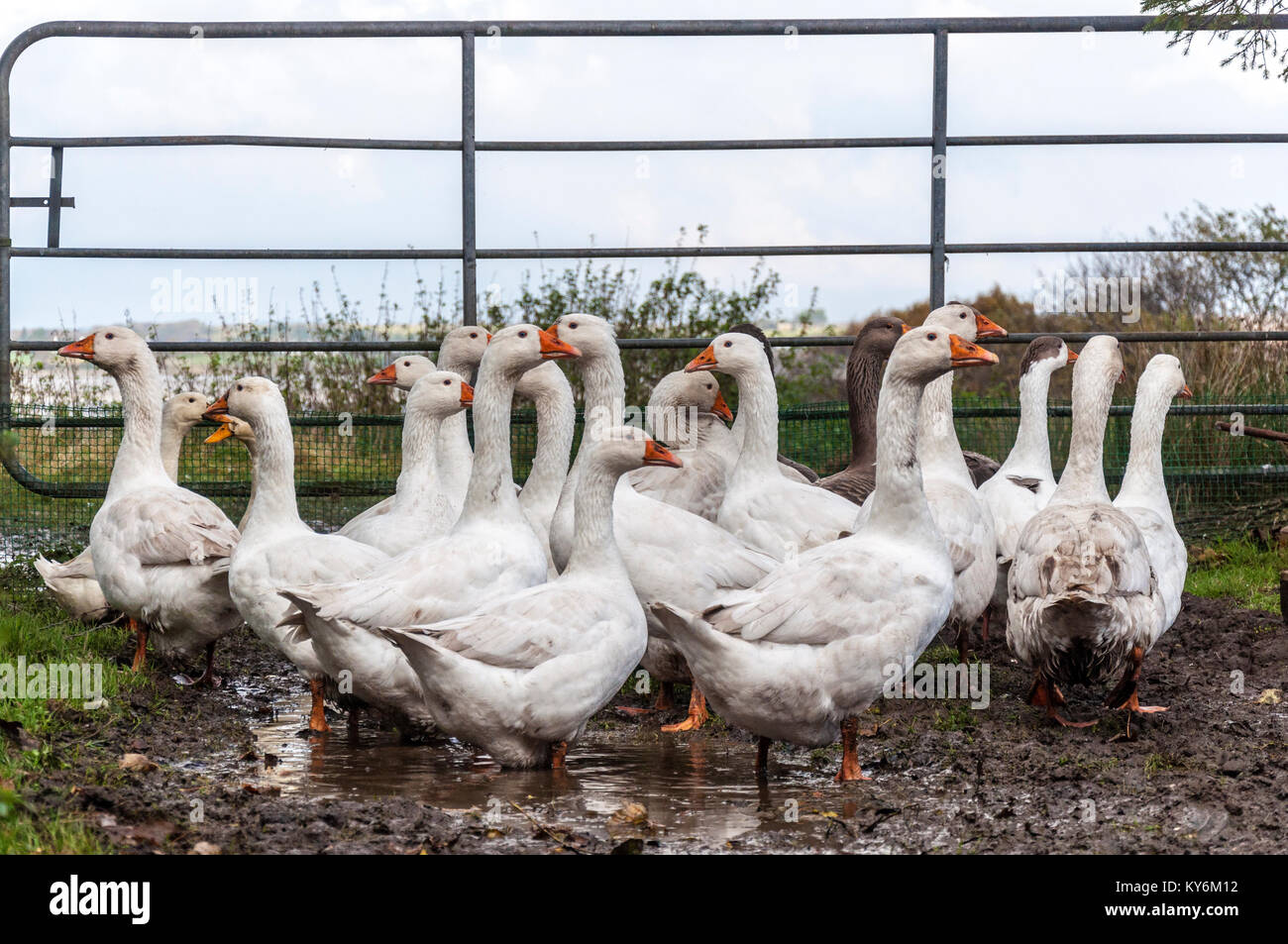 Geese farmyard hi-res stock photography and images - Alamy