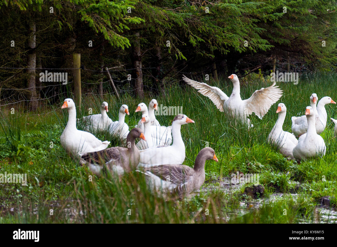 Goose gander hi-res stock photography and images - Alamy