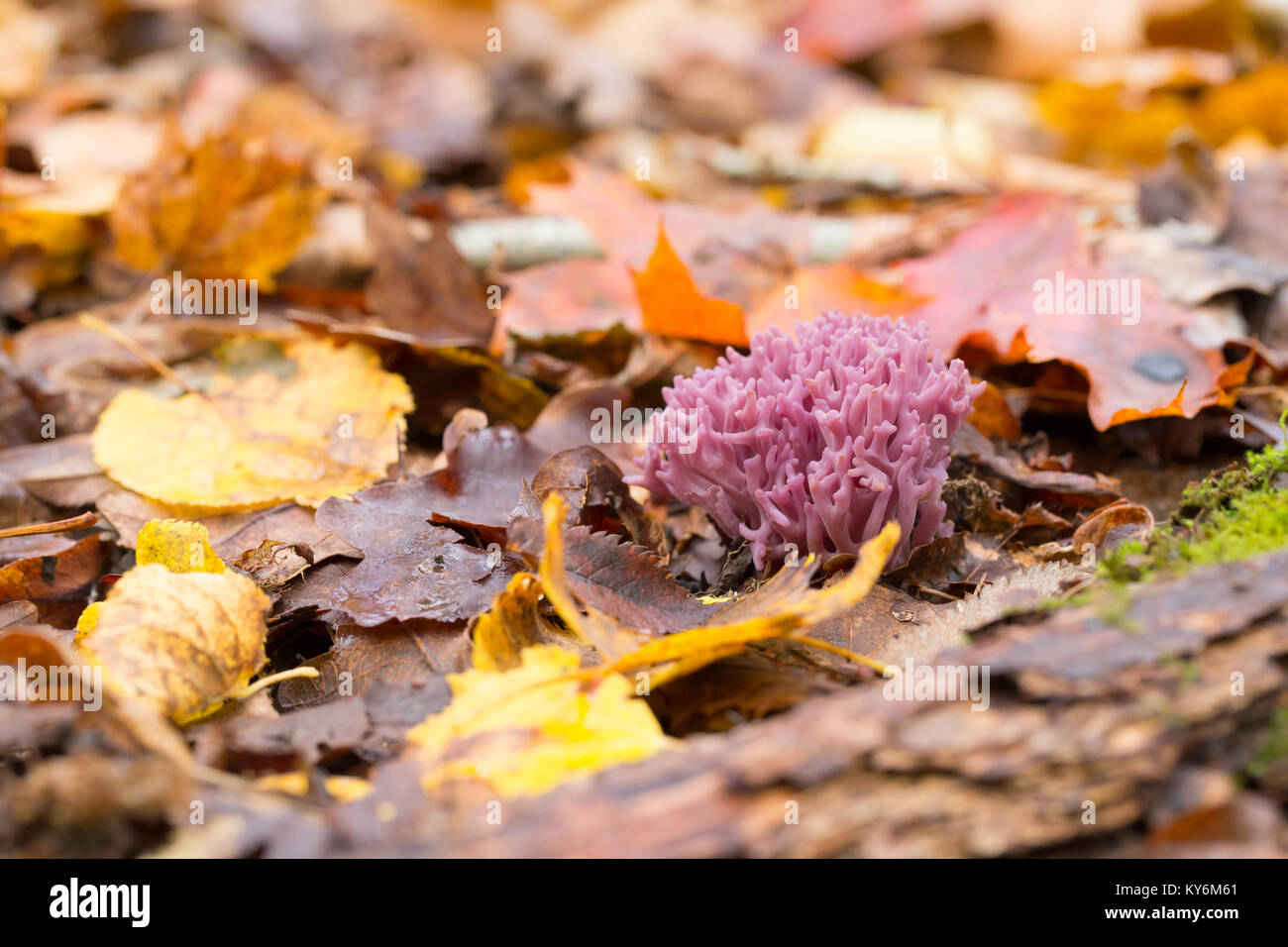 Violet coral fungus Stock Photo - Alamy
