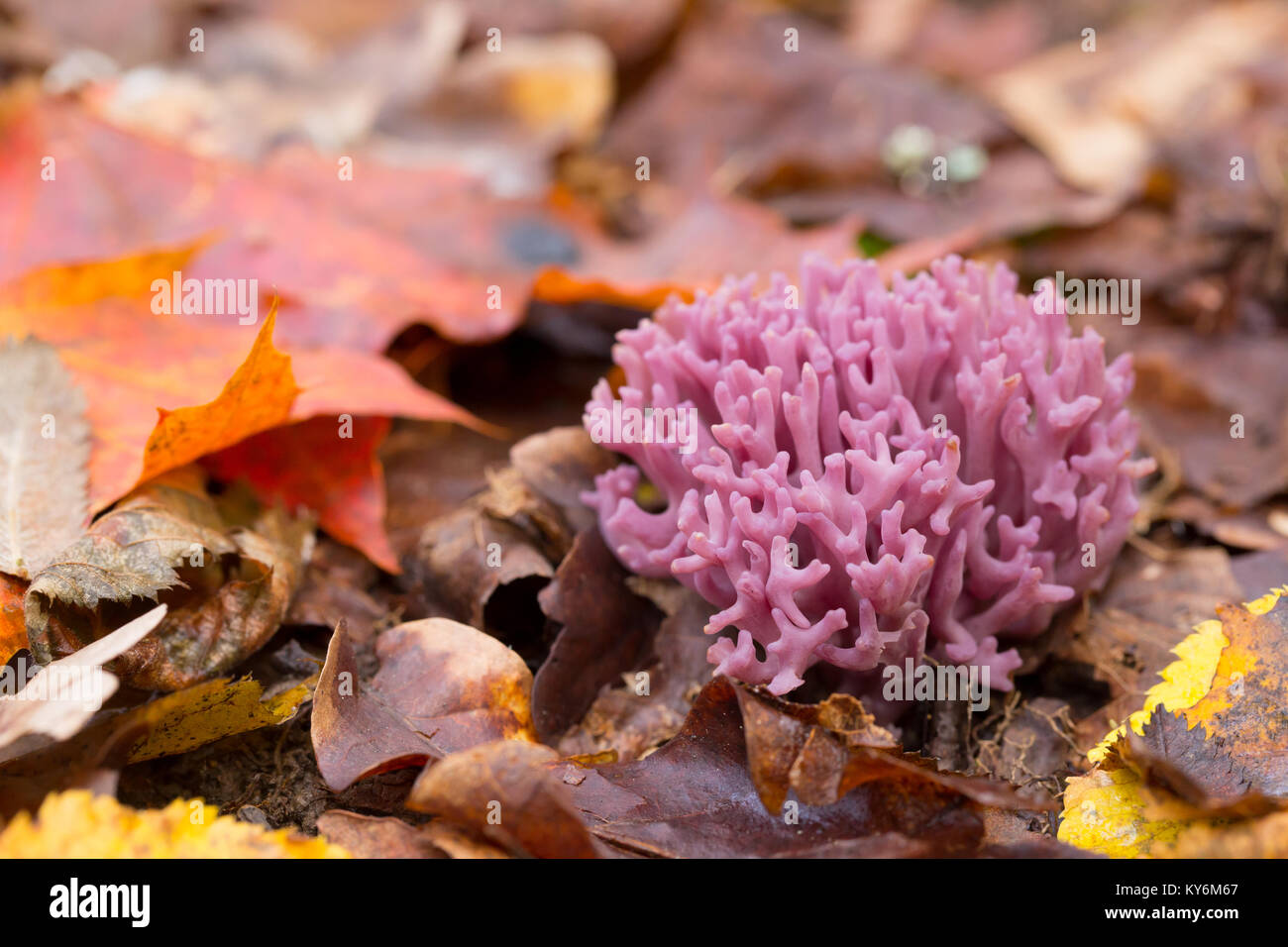 Violet coral fungus Stock Photo - Alamy