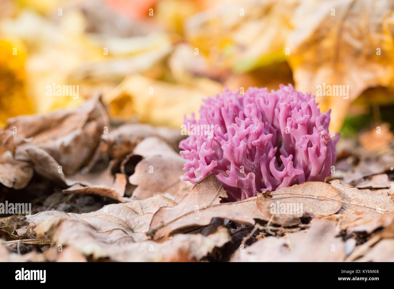 Violet coral fungus Stock Photo - Alamy